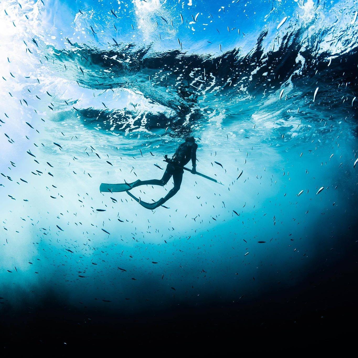 Clubs – Australian Underwater Federation – Spearfishing